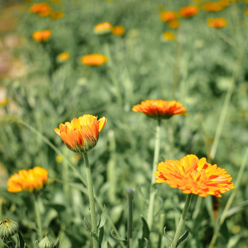 Our Farm – Colorado Aromatics