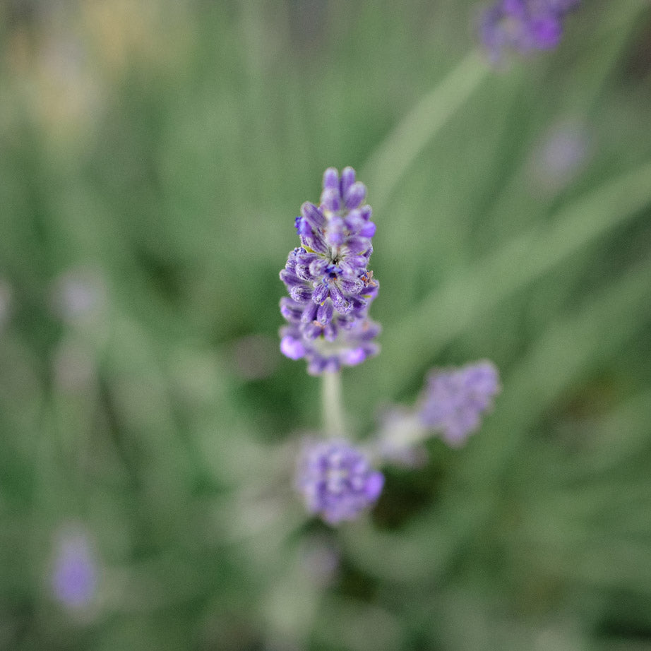 Our Farm – Colorado Aromatics