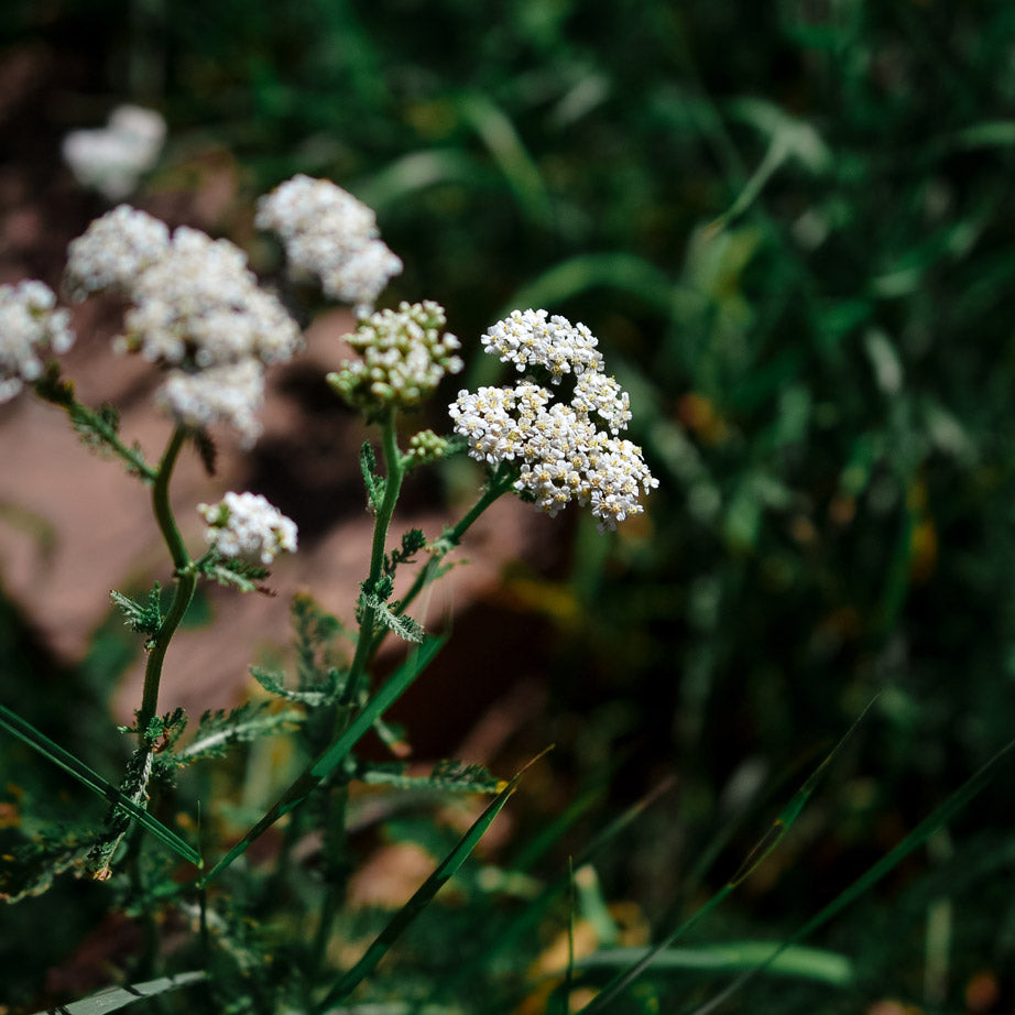 Our Farm – Colorado Aromatics